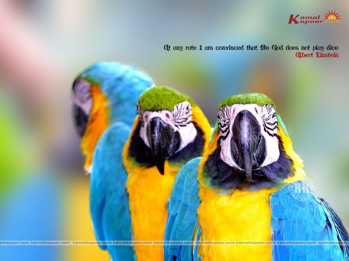Fact Quotation Wallpapers, Fact Quotation Cool Wallpaper, Fact ...